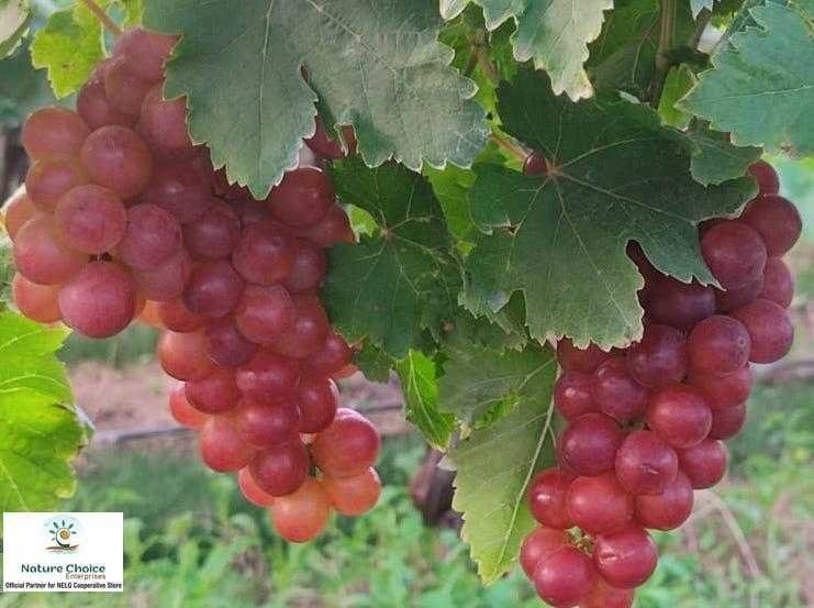 Fresh Grapes Red Flame Seedless - 500gms - Nature Choice Enterprises